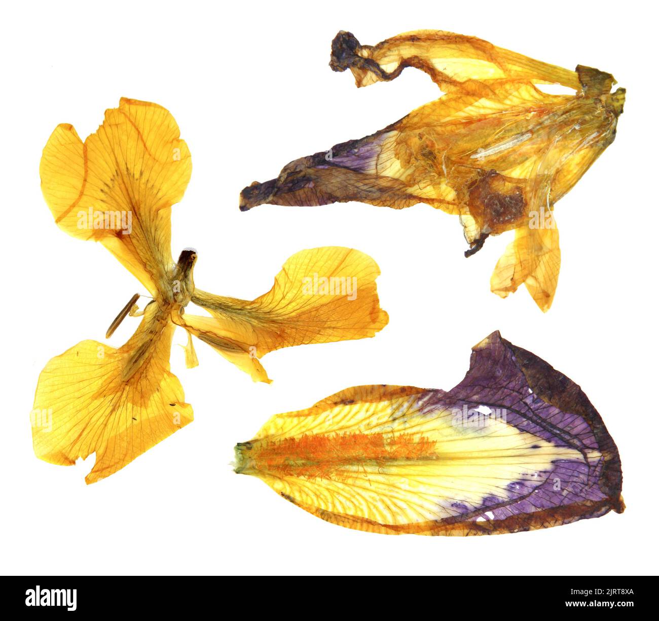 iris bright yellow and blue dry perspective, delicate pressed flowers ...