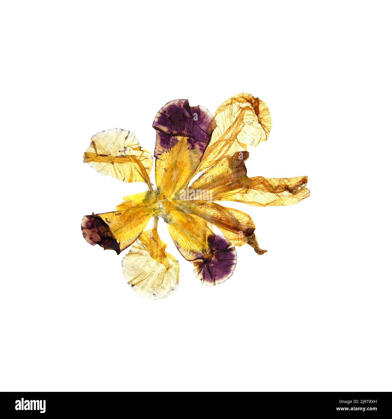 application of dried pressed motley multicolored iris Stock Photo - Alamy