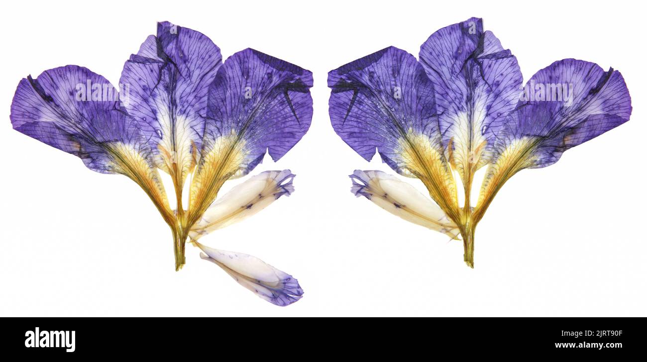 dry dark blue, purple perspective delicate flowers of iris with pressed ...