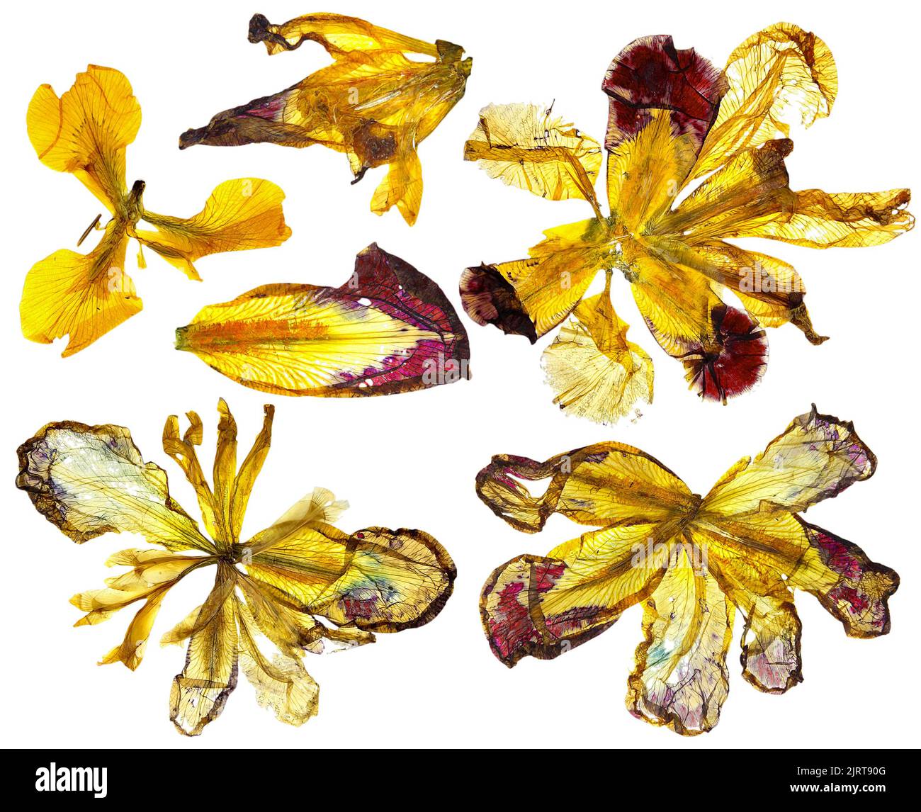 dry multicolored yellow iris flowers and petals with burgundy edges ...