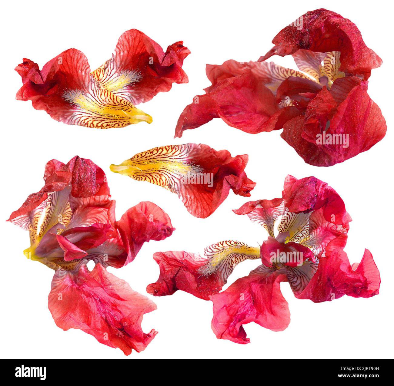 Delicate iris hi-res stock photography and images - Alamy