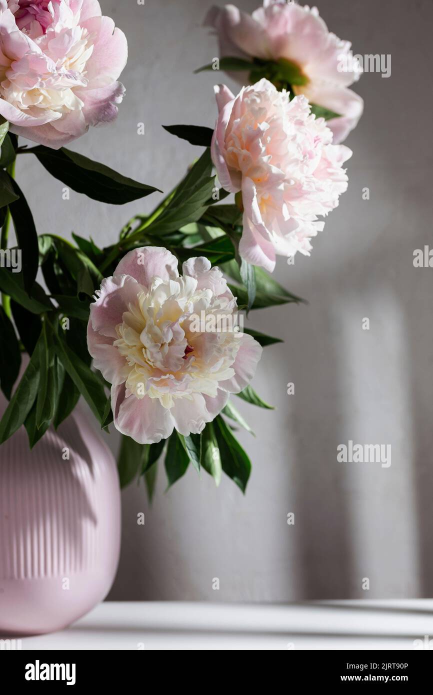 Fresh pink peonies Stock Photo - Alamy