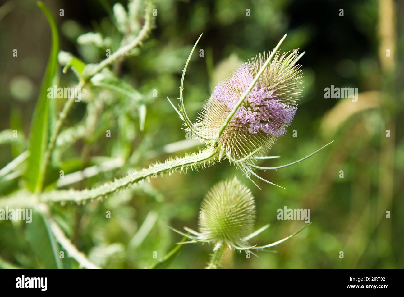 Teasel (Dipsacus fullonum) in meadow. flower heads of teazel. HD ...
