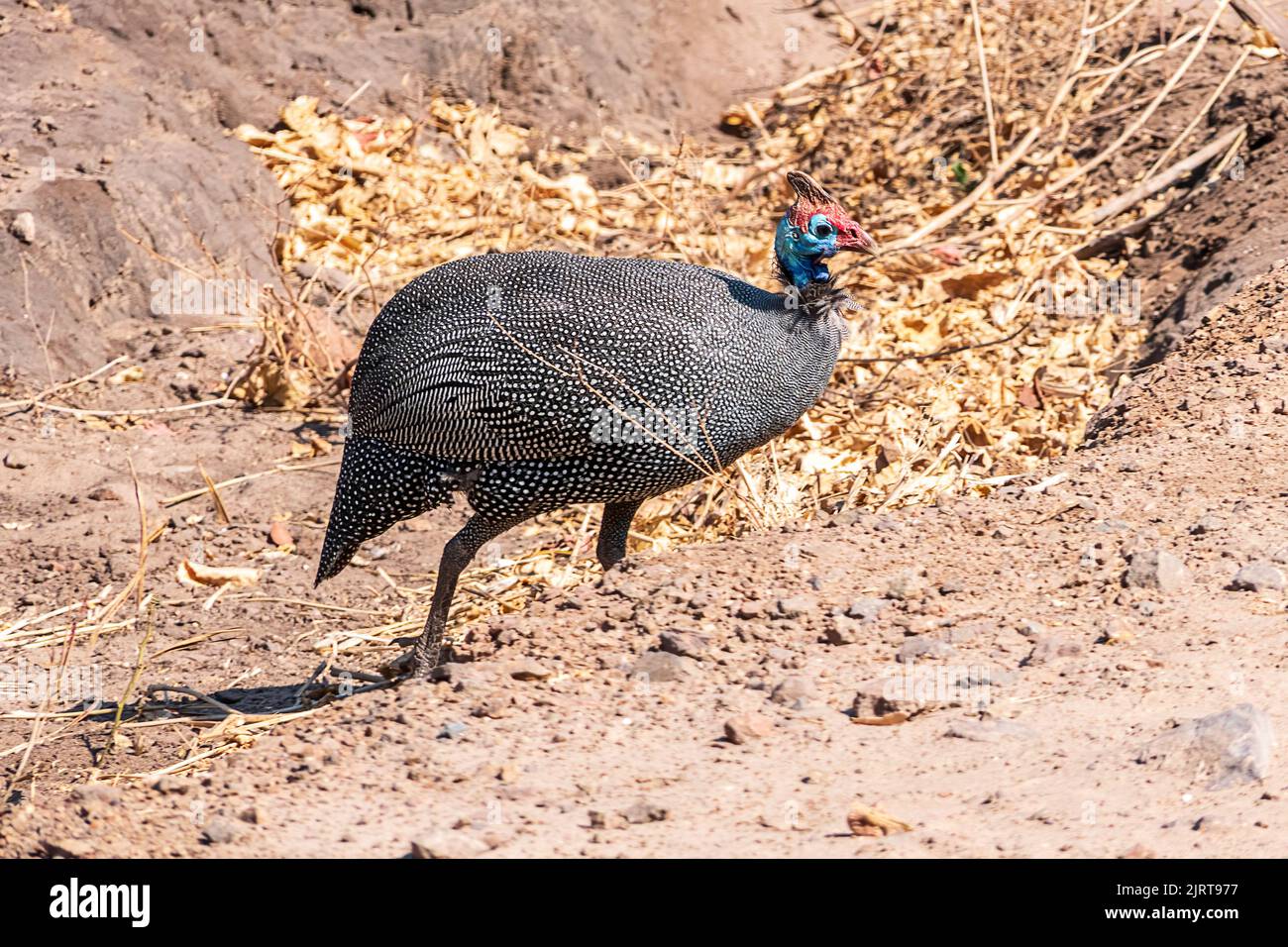 Botswana and turkey hi-res stock photography and images - Alamy