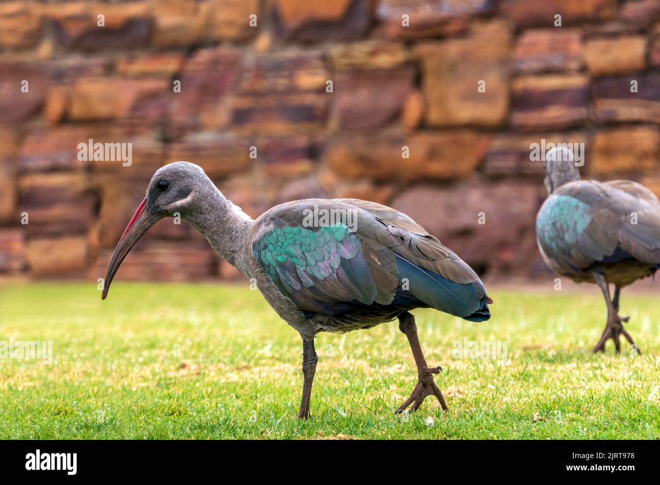 Hadada Ibis bird close-up walking against a brick wall. South Africa ...