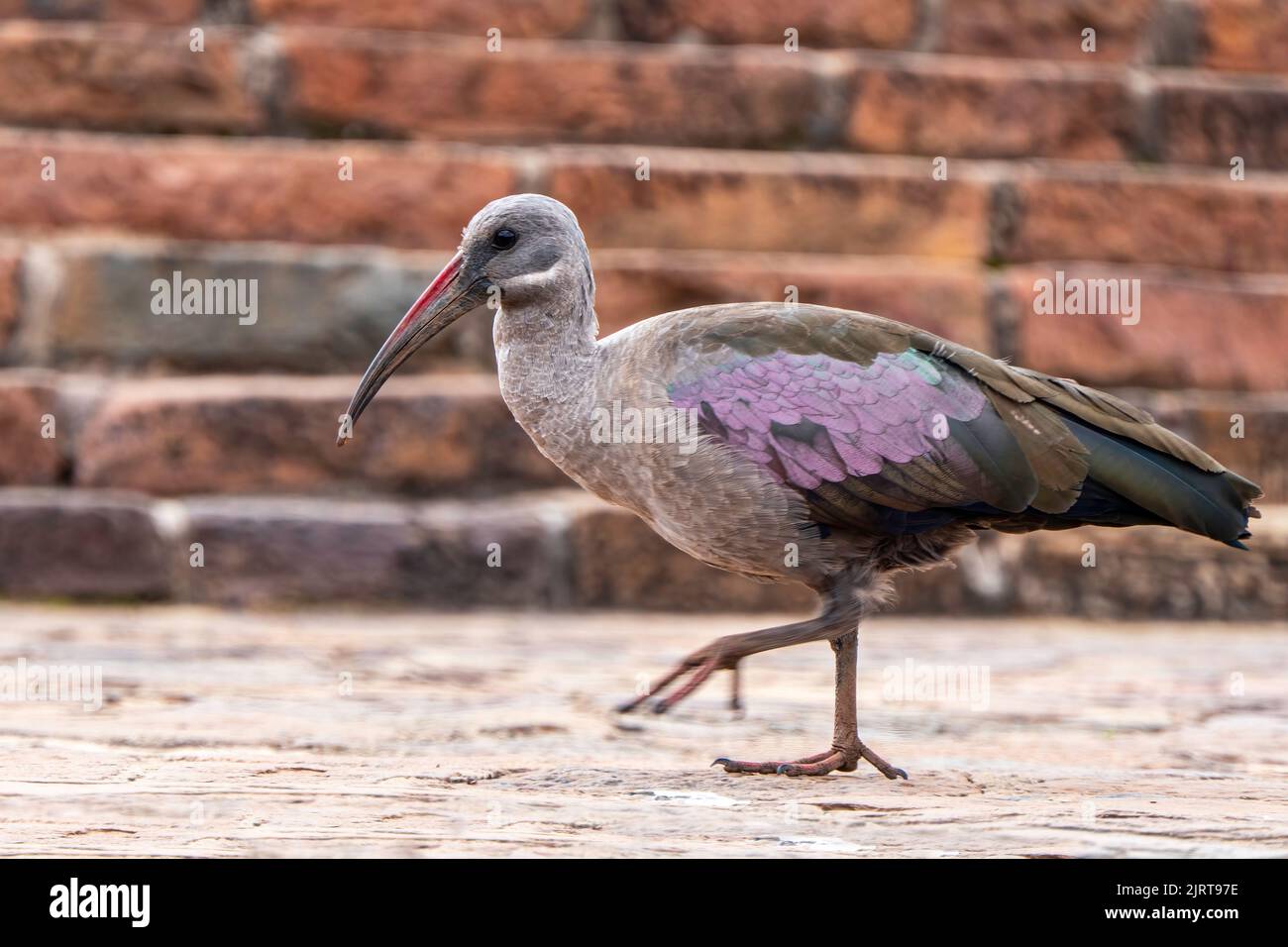 Hadada Ibis bird close-up walking against a brick wall. South Africa ...