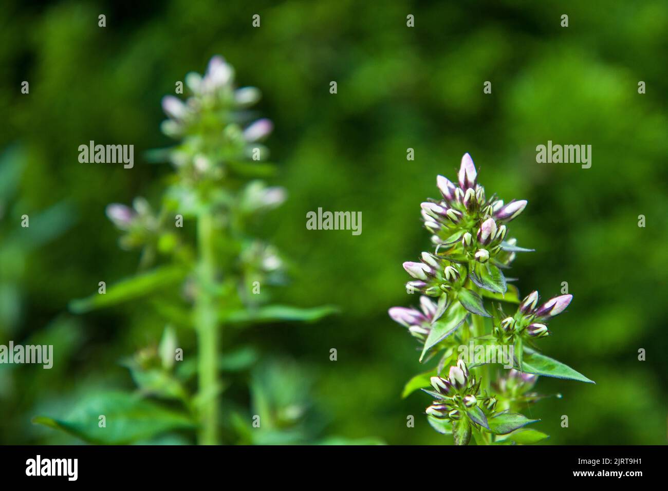 Purple white plant on meadow, blurred background, Czech Republic Stock ...