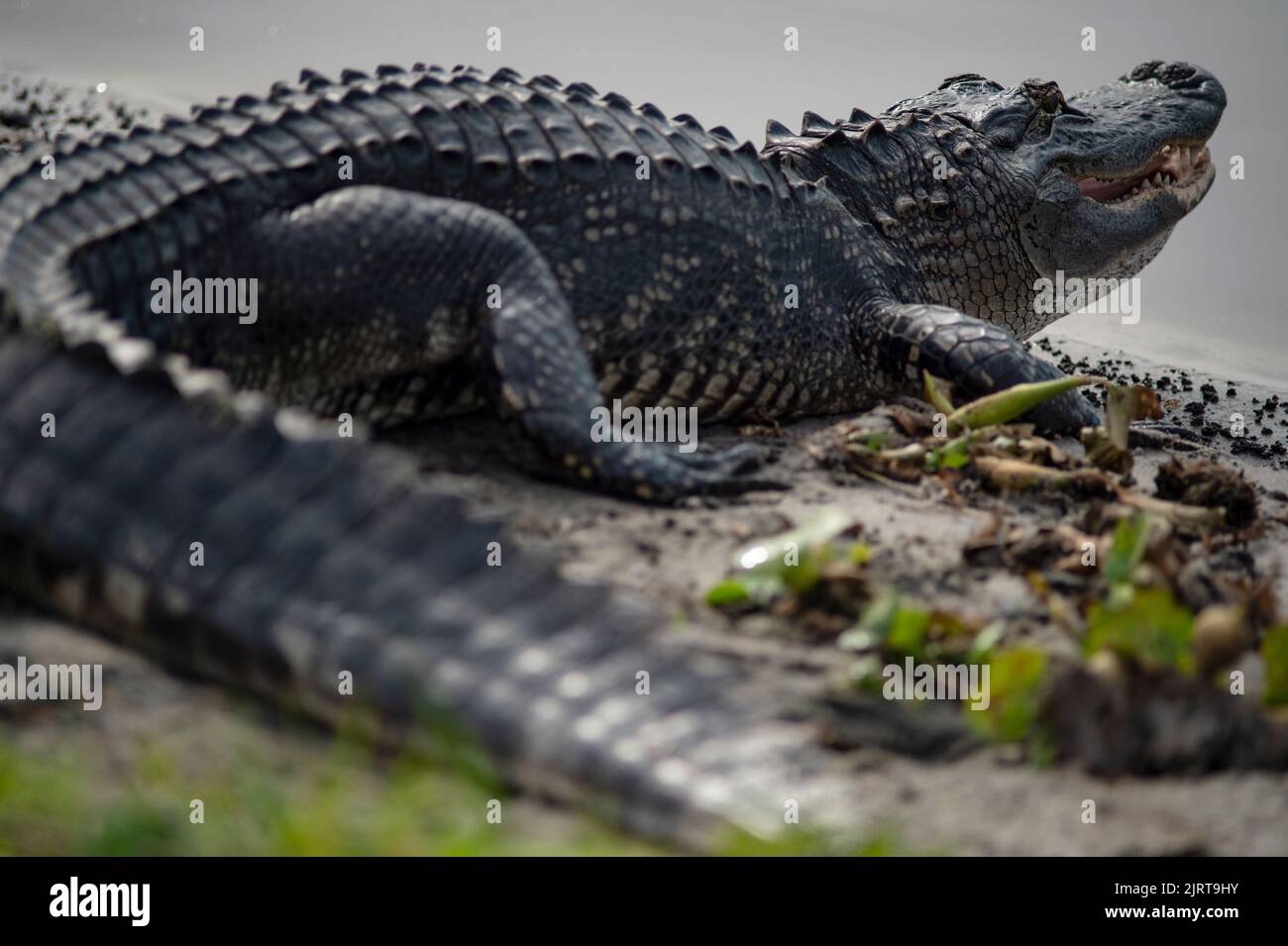 Alligator sitting hi-res stock photography and images - Alamy
