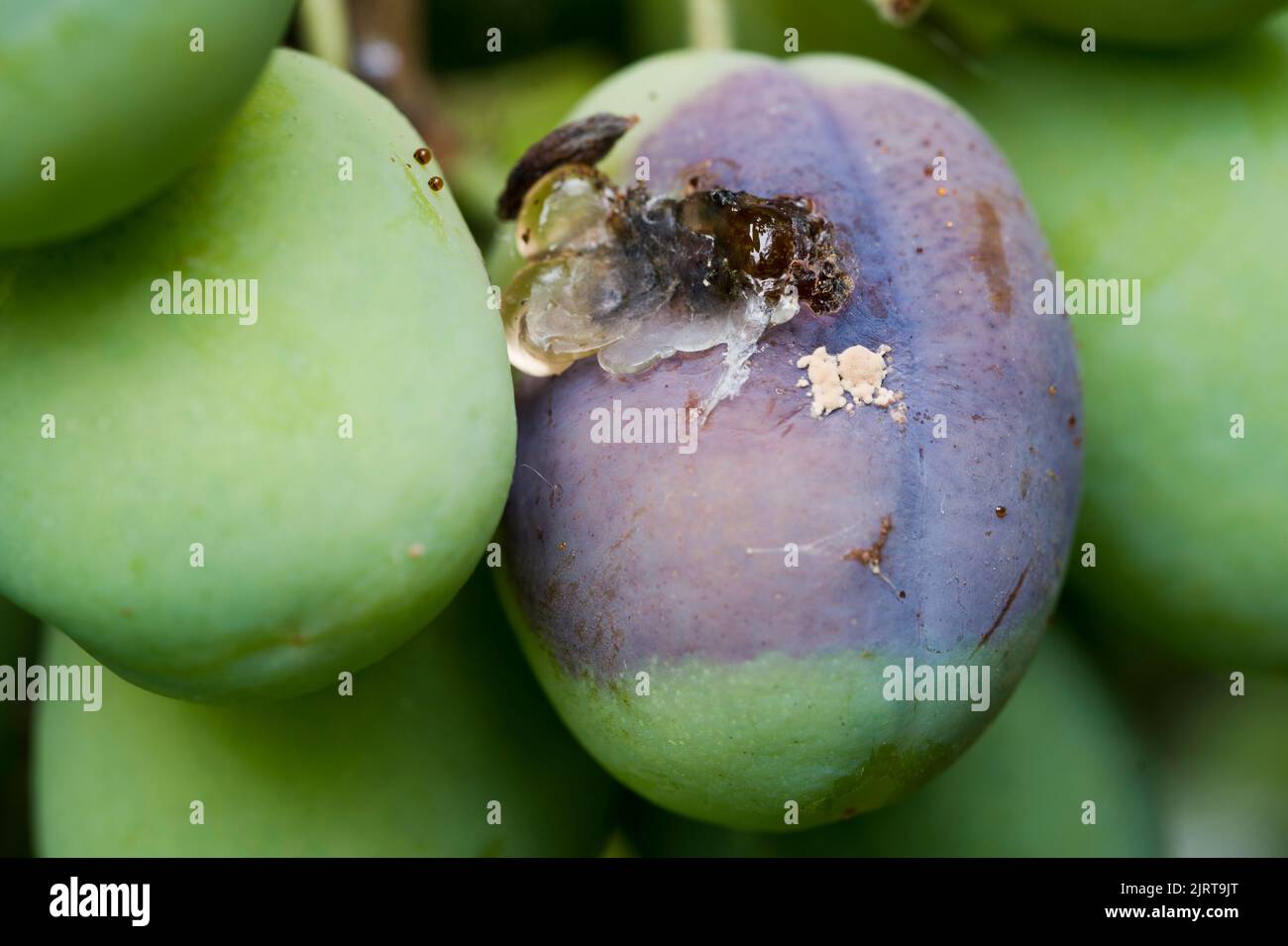 Disease brown rot plum tree hi-res stock photography and images - Alamy
