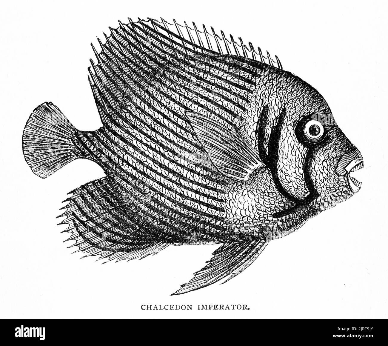 Engraving of the emperor angelfish (Pomacanthus imperator) a species of ...