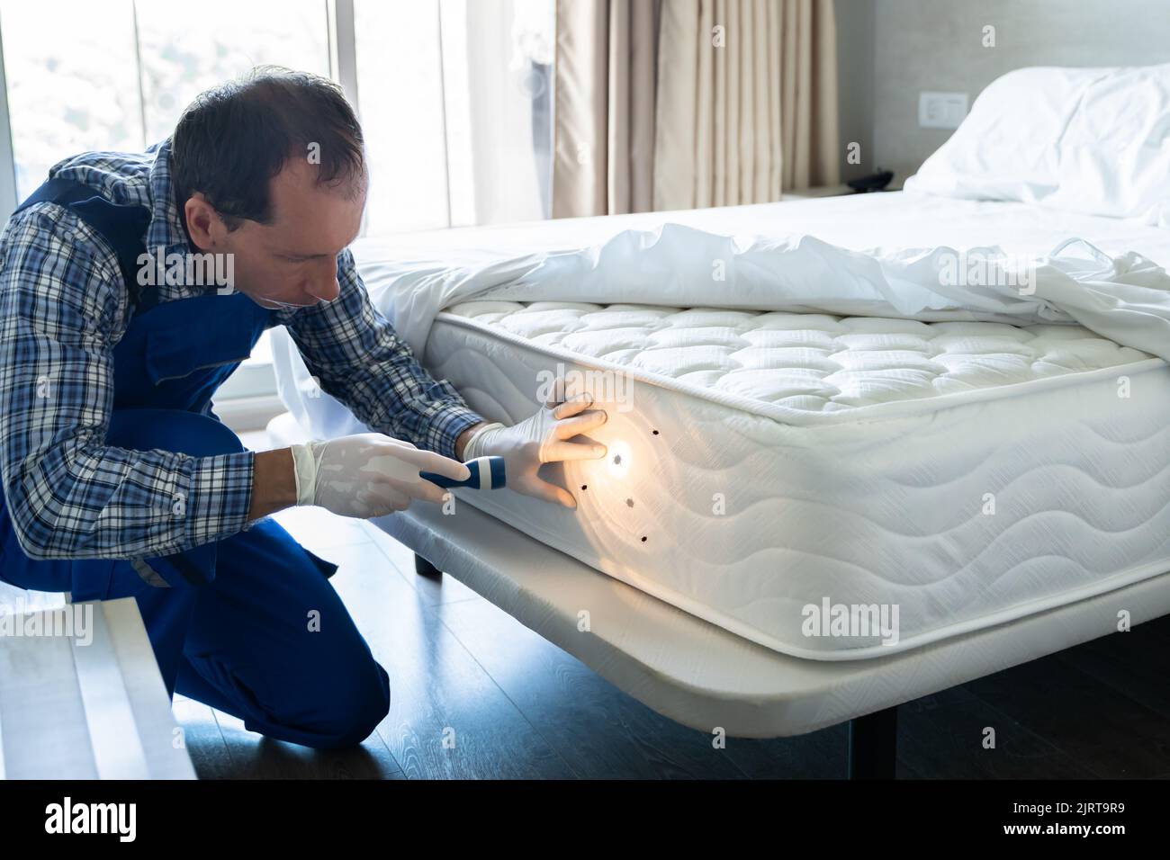 Bed Bug Infestation And Treatment Service. Bugs Extermination Stock ...