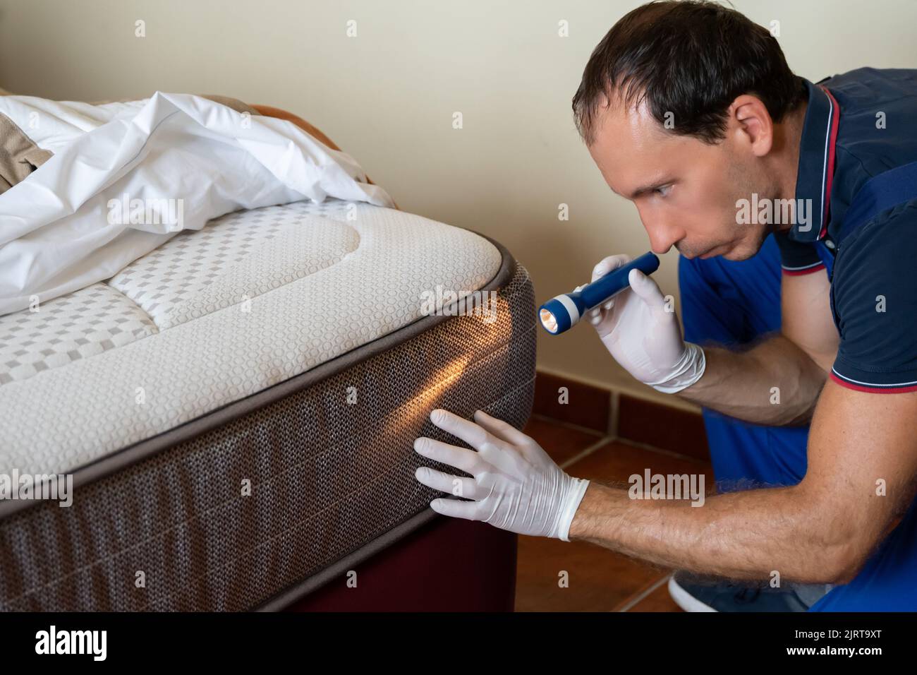 Bed bug hi-res stock photography and images - Alamy