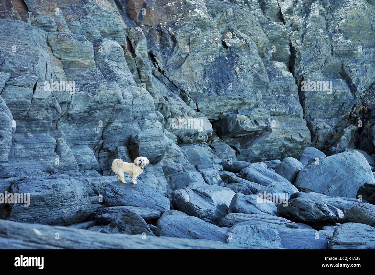 Dog on the rocks Stock Photo - Alamy