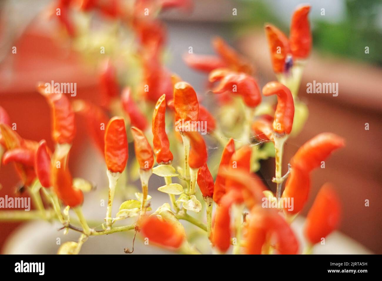 Red chilli peppers Stock Photo - Alamy