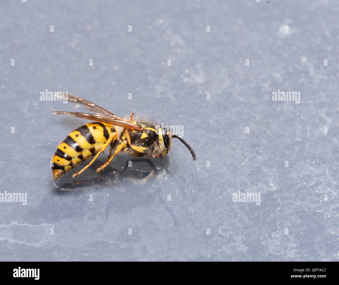 A wasp close-up on a dirty surface. Insect with a sting, dangerous for ...