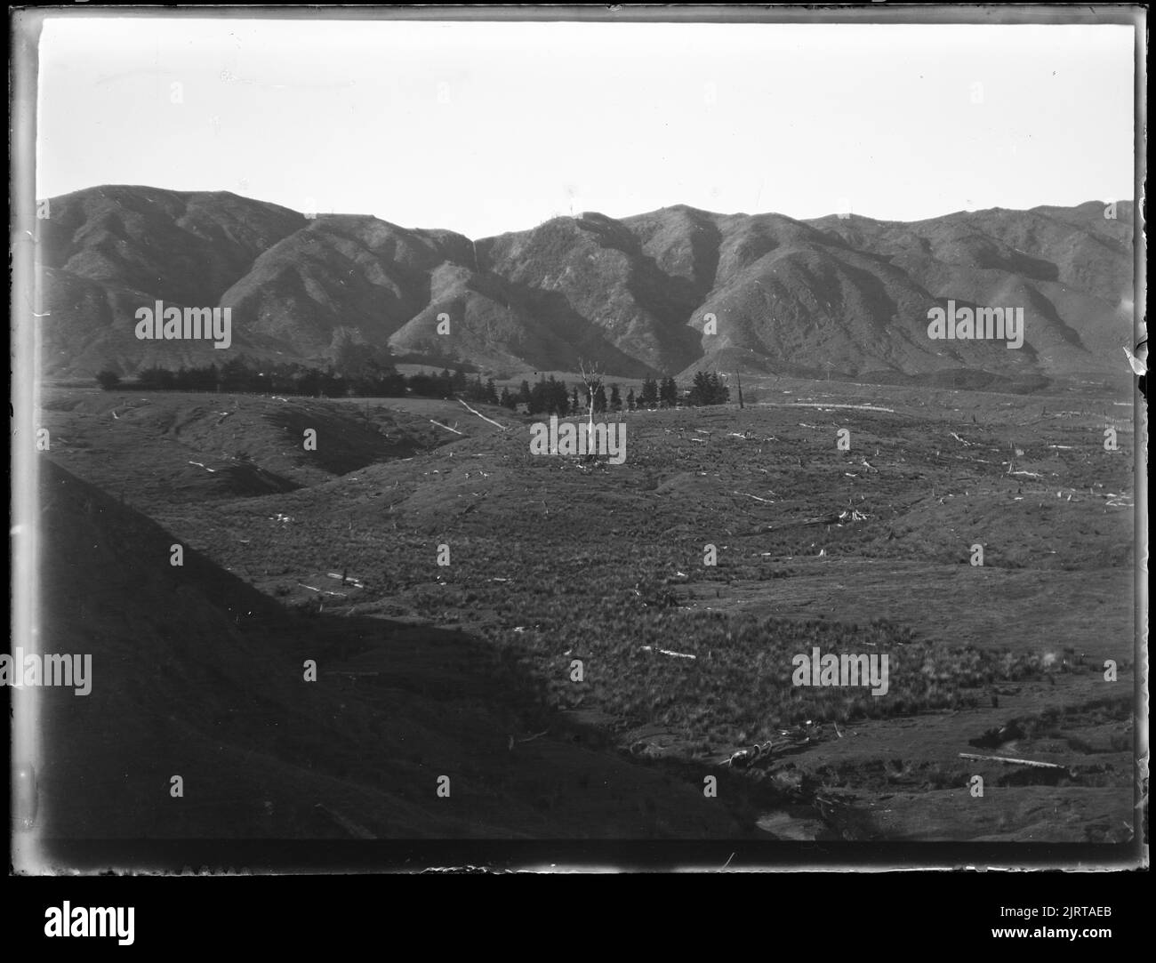 Mangaharakeke hi-res stock photography and images - Alamy