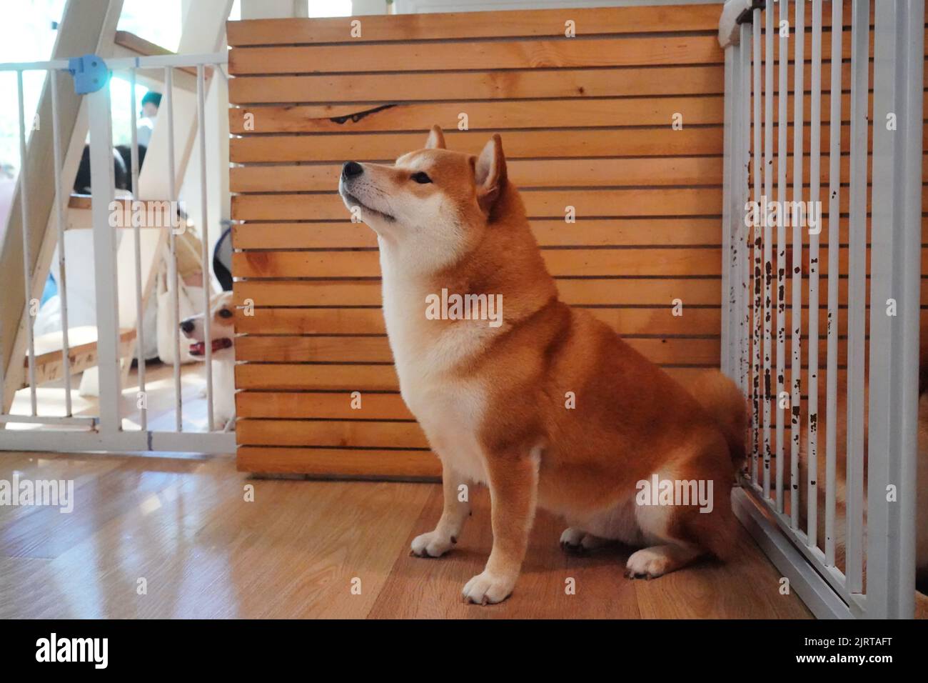 Funny, naughty dog puppy barking Stock Photo - Alamy