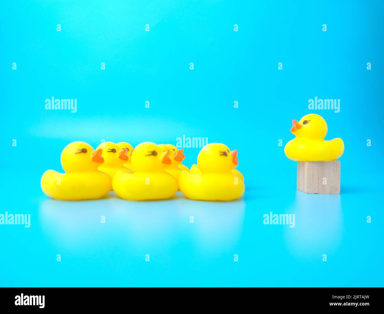 A closeup of a group of rubber ducks with a leader isolated on a blue ...