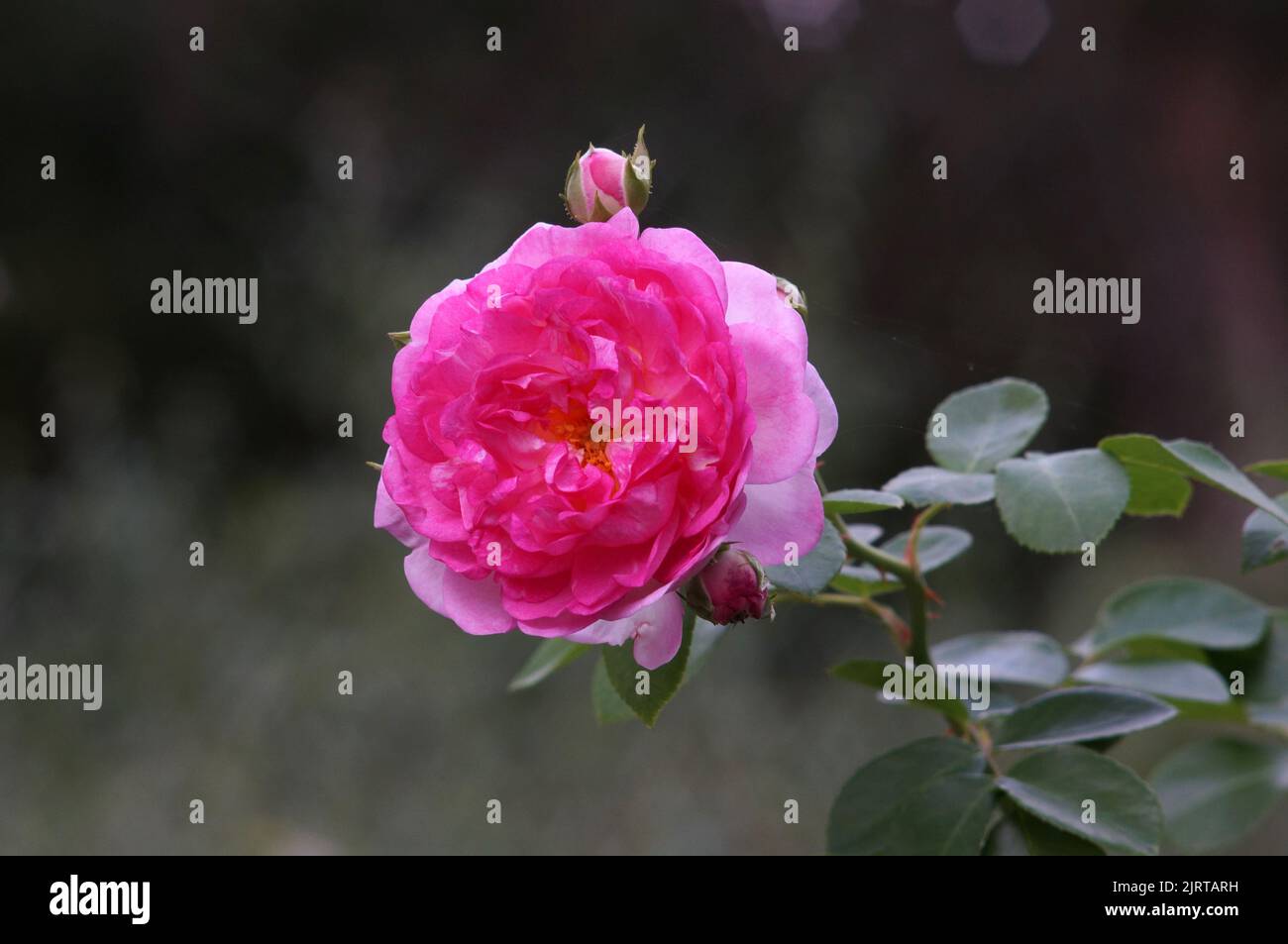 Eine rose hi-res stock photography and images - Alamy