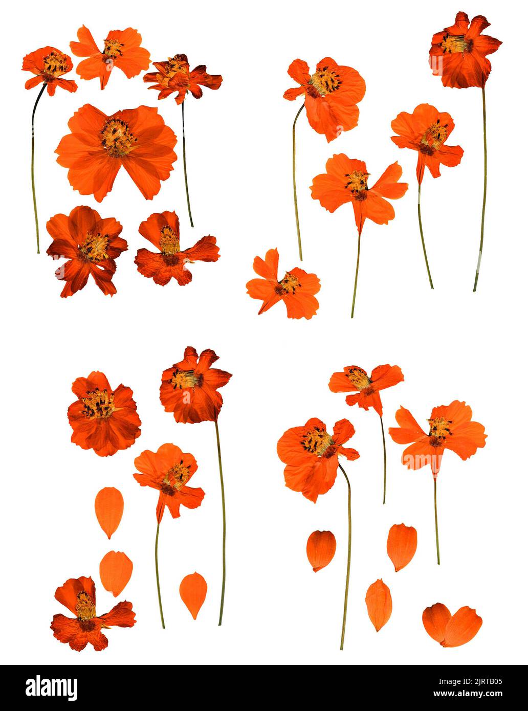 Dried pressed kosmeya, Cosmos delicate flowers and petals isolated on ...