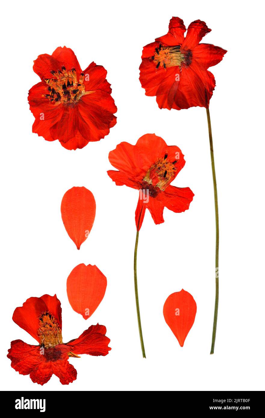 Dried pressed kosmeya, Cosmos delicate flowers and petals isolated on ...