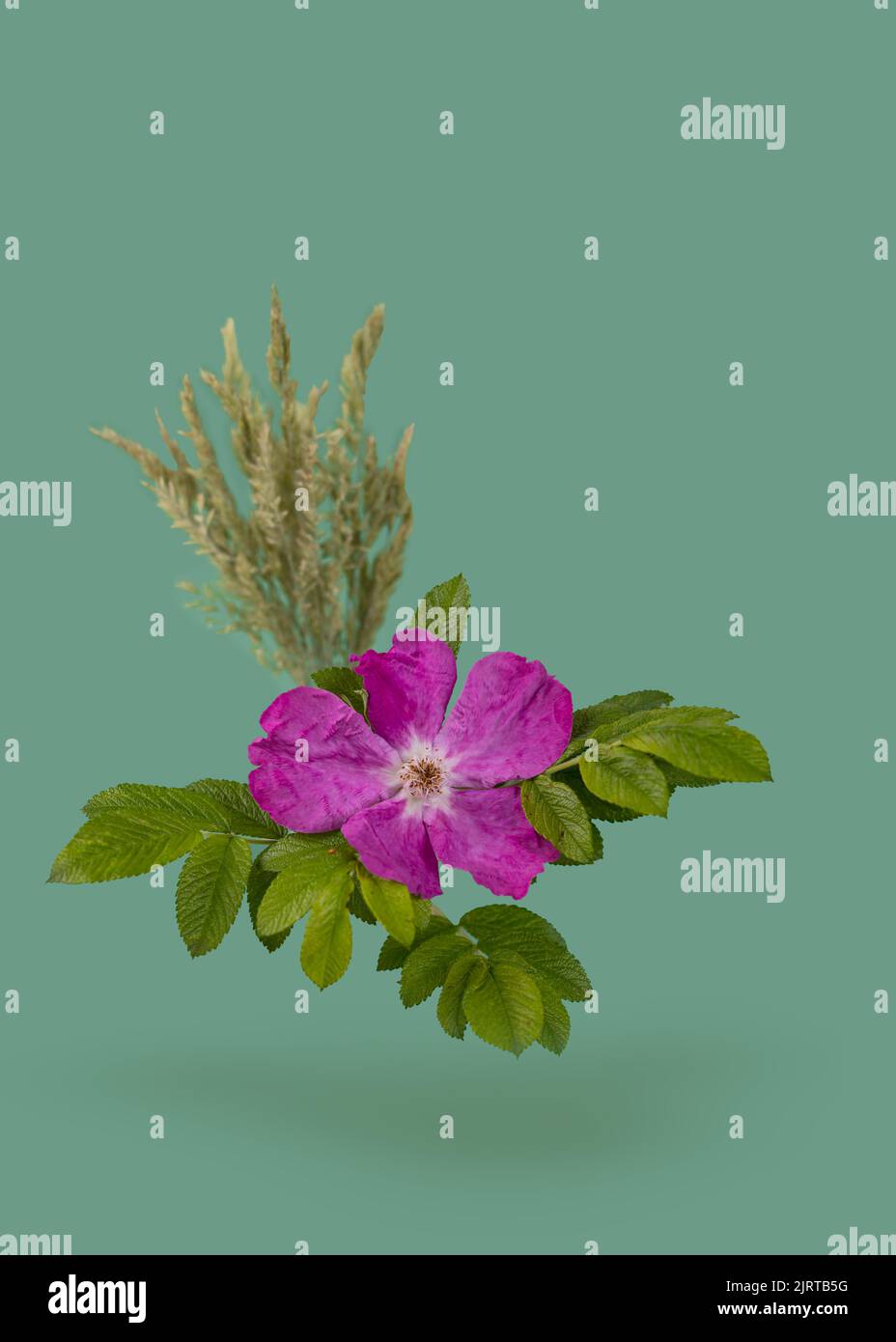 Wild rose is floral emblem of Alberta province. greeting card, copy ...