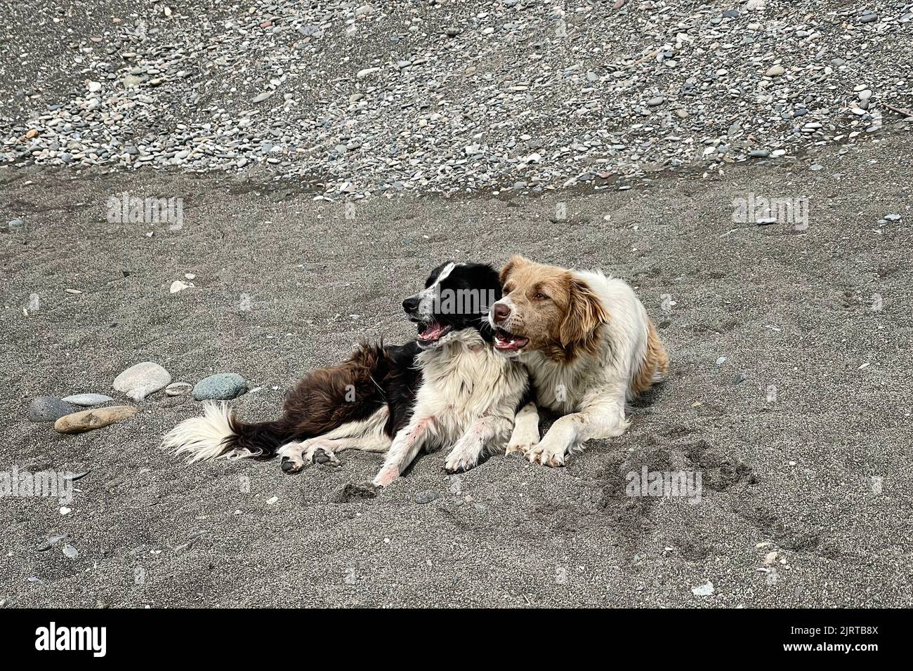 Two dogs outdoors, friendship, relationship, together Stock Photo - Alamy