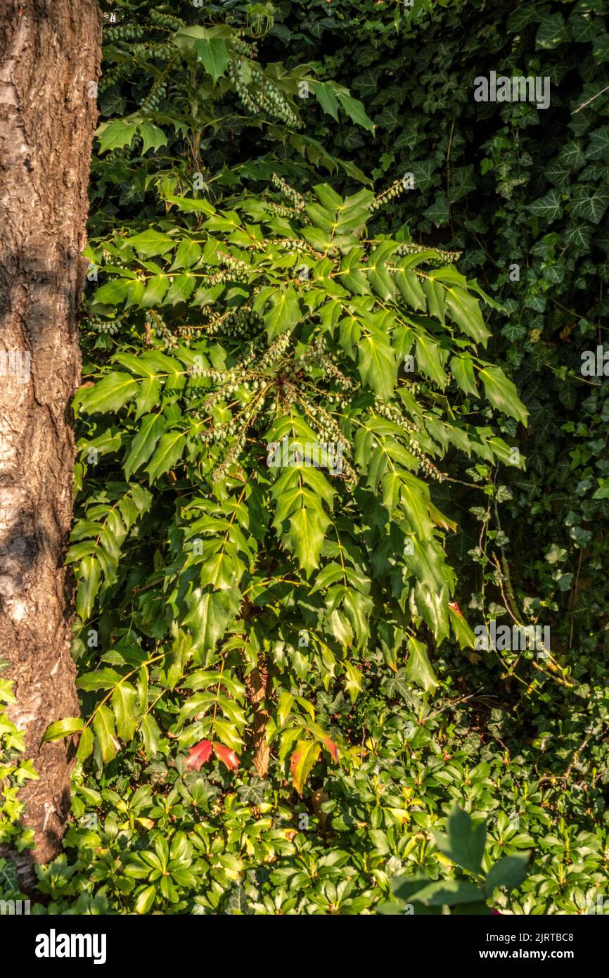 Walnut tree species hi-res stock photography and images - Alamy