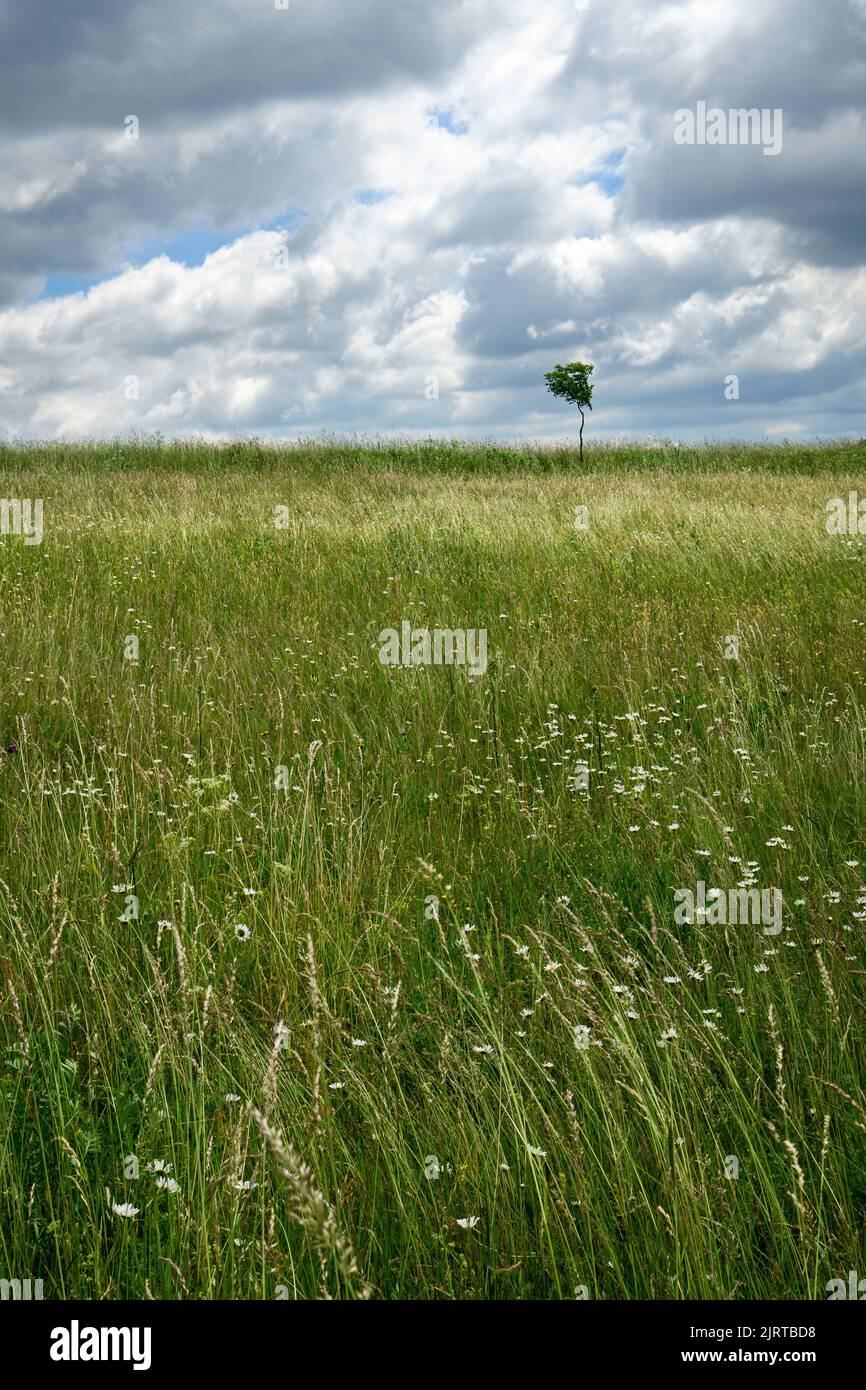 Landscape - green meadow and little single tree on the horizon line ...