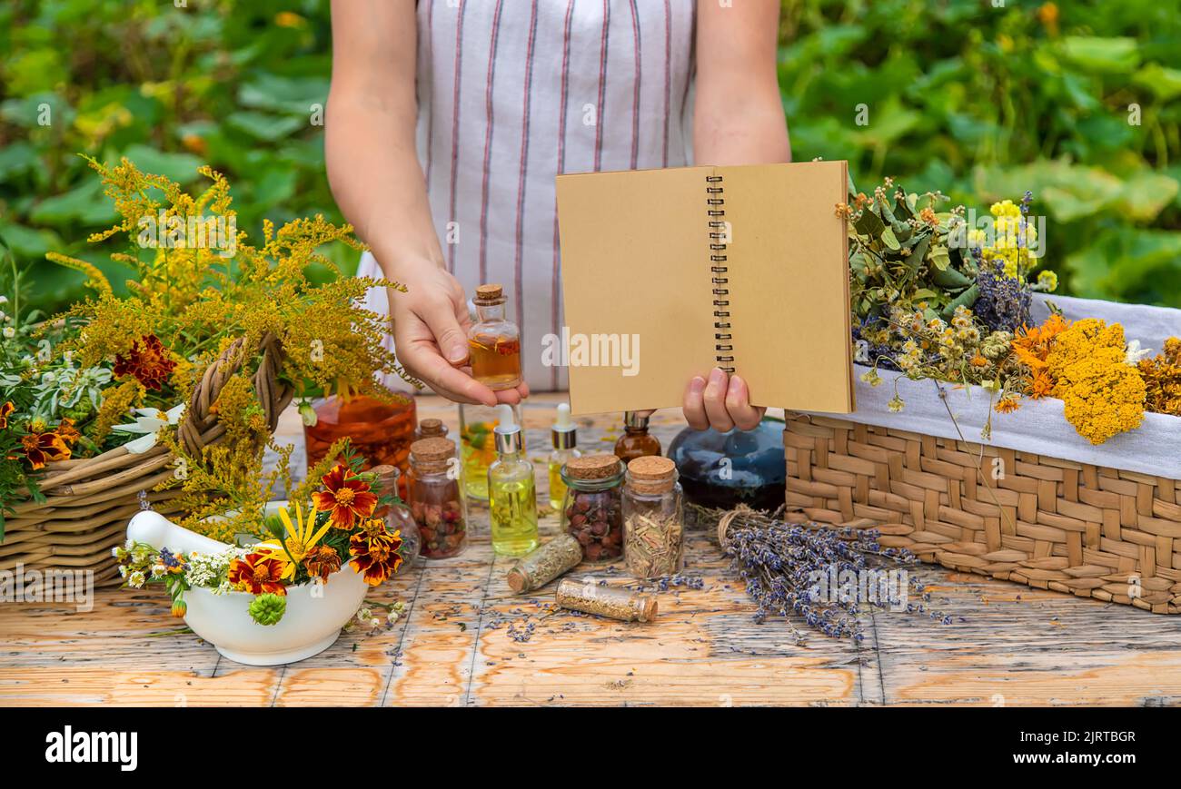 Medicinal herbs on the table. Place for notepad text. woman. Selective ...