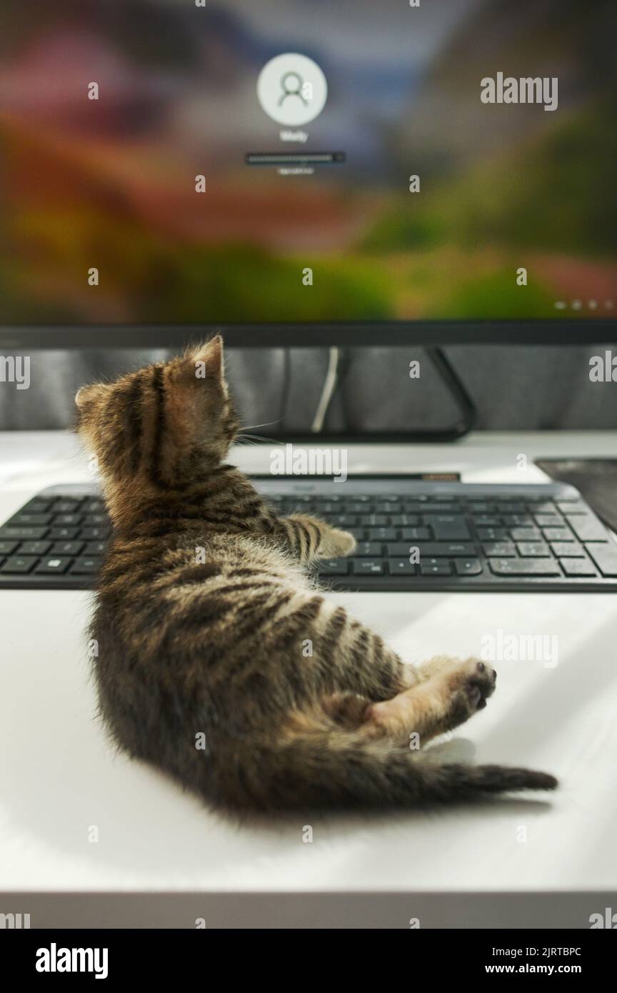 Abstract Kitten Lying On Computer Keyboard Working From Home Stock ...