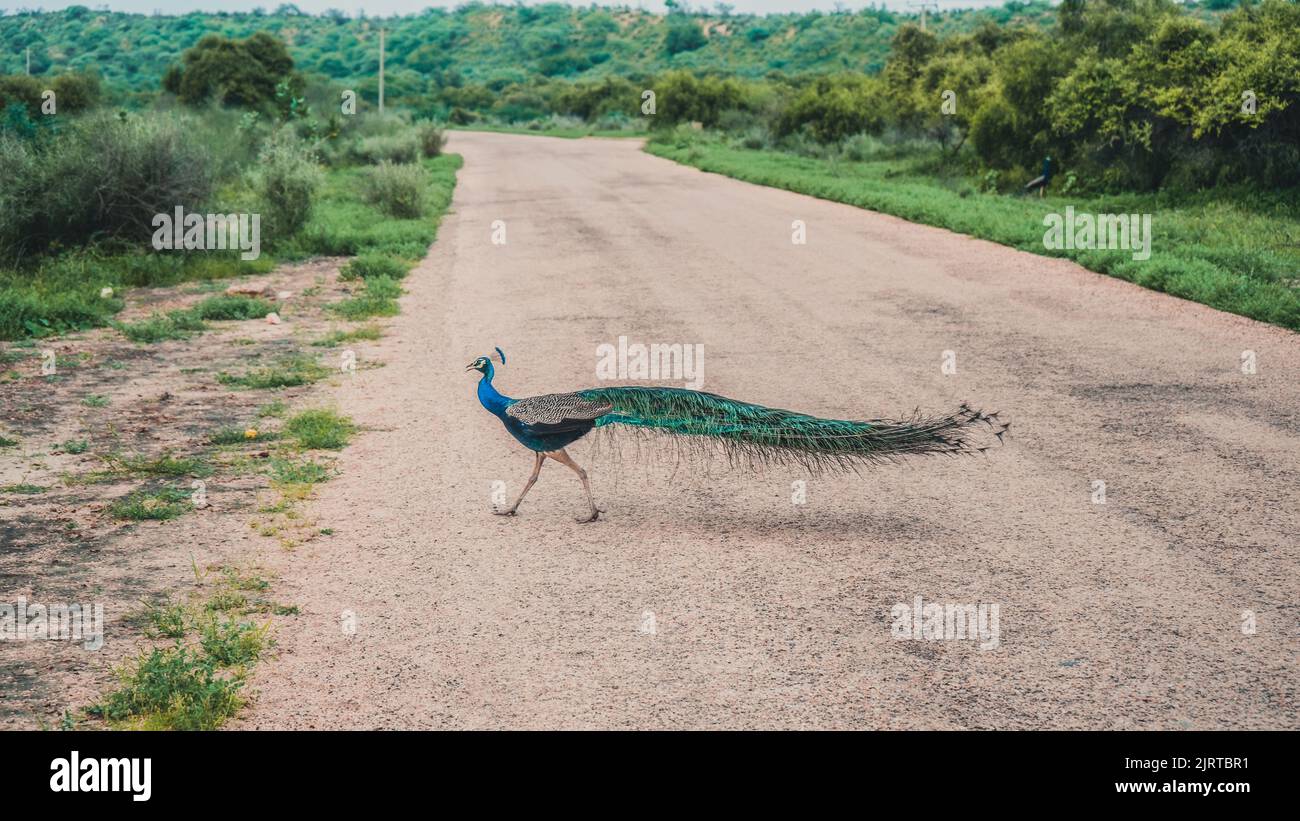 Peacock crossing the road hi-res stock photography and images - Alamy