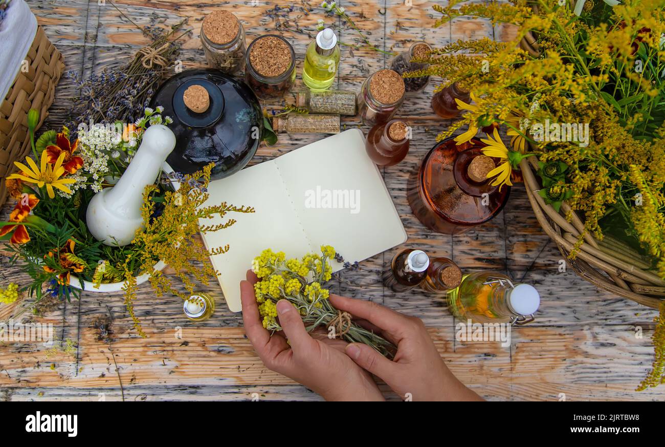 Medicinal herbs on the table. Place for notepad text. Selective focus ...