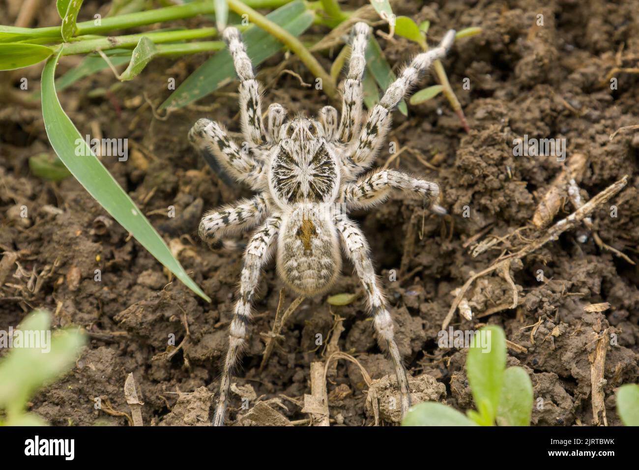 Tarantula leg hi-res stock photography and images - Alamy