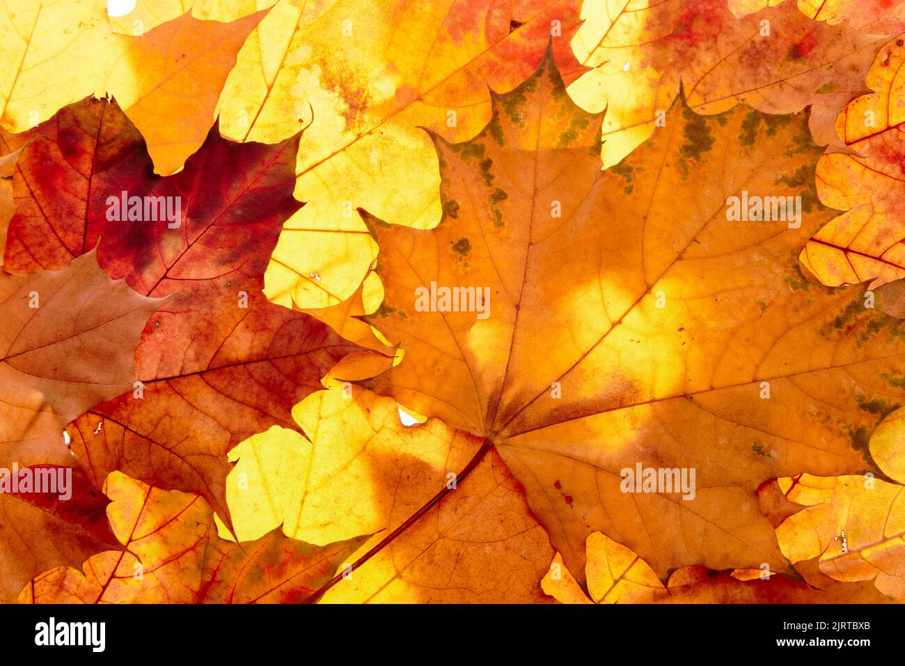 autumn leaves to the light Stock Photo - Alamy