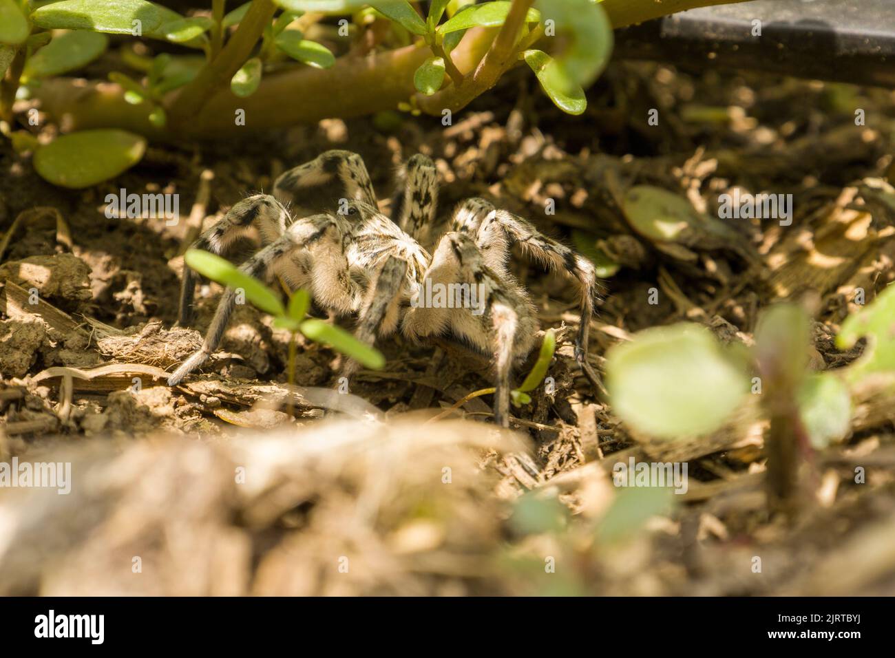 Gray tarantula spider selective focus Stock Photo - Alamy