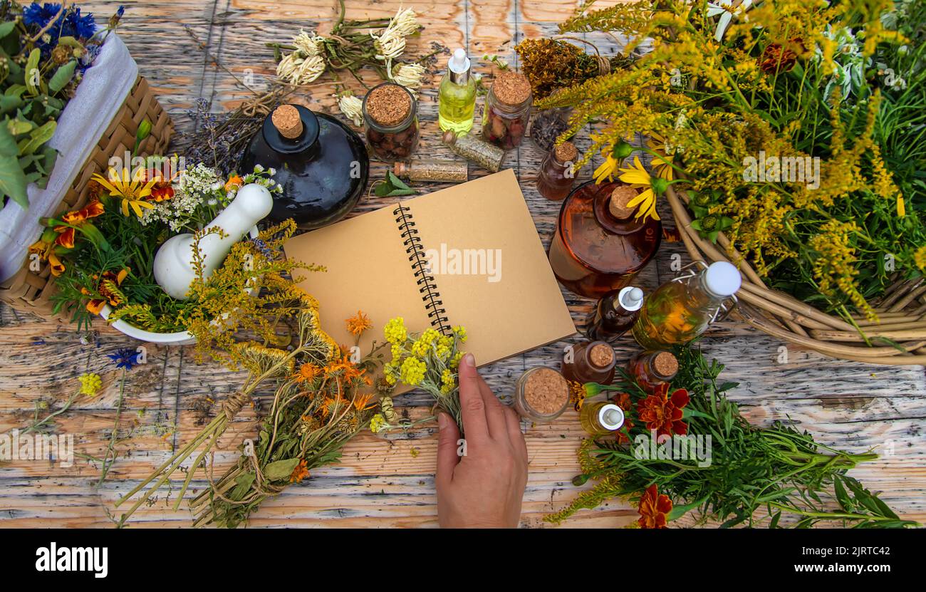 Medicinal herbs on the table. Place for notepad text. Selective focus ...