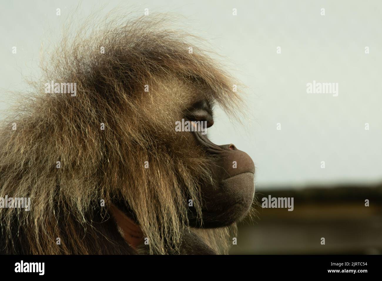 The head of lead Gelada Baboon, aka Bleeding Heart Monkey at the park ...