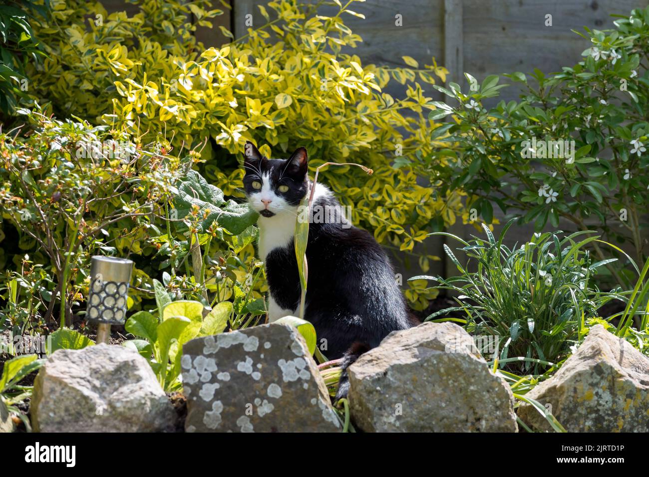 Cat stand at the garden during summer Stock Photo - Alamy
