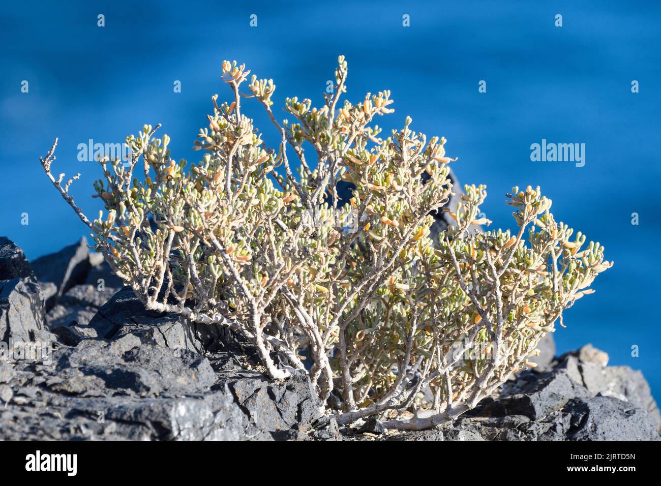 Arbusto de africa hi-res stock photography and images - Alamy