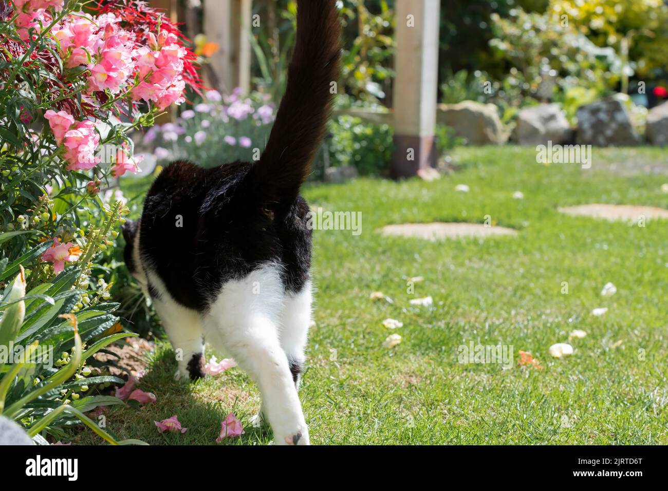 Cat sniff the flowering at garden Stock Photo - Alamy