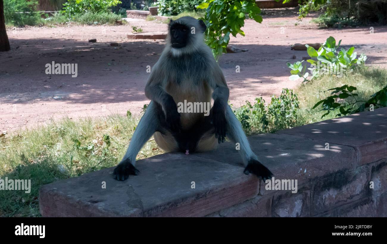 Langur grey Monkey seated in a park in india Stock Photo - Alamy