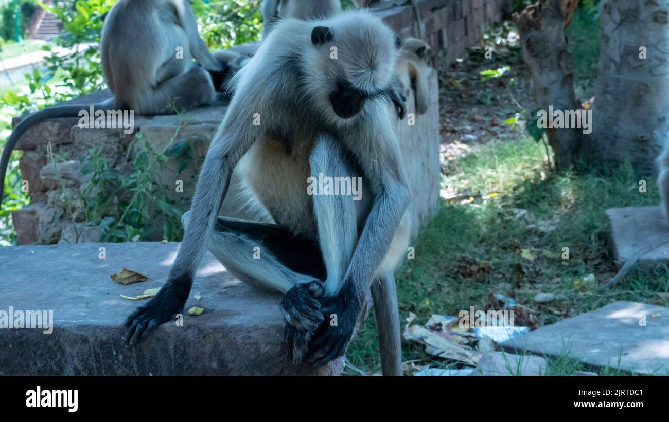 Langur grey Monkey seated in a park in india Stock Photo - Alamy
