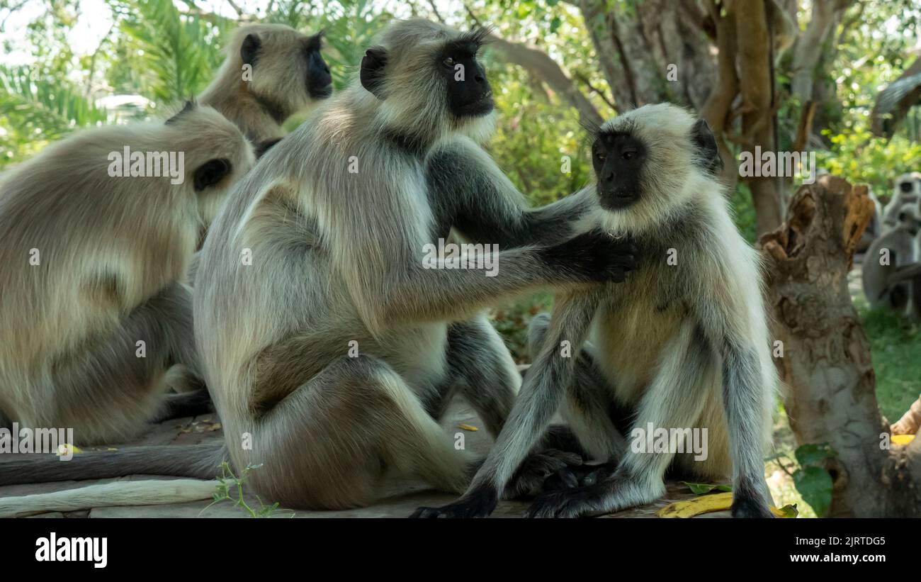 Langur grey monkeys in india seated in a garden park Stock Photo - Alamy