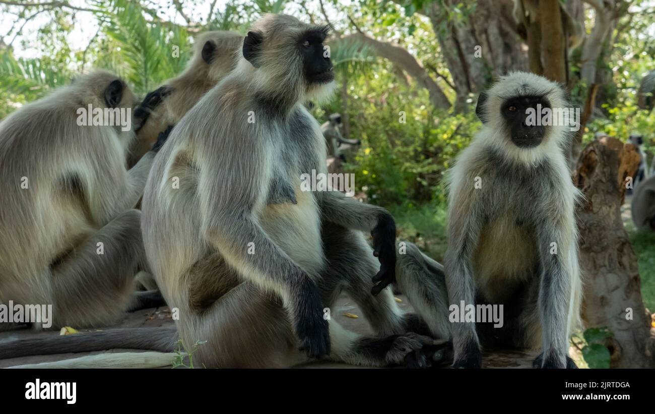 Langur grey monkeys in india seated in a garden park Stock Photo - Alamy
