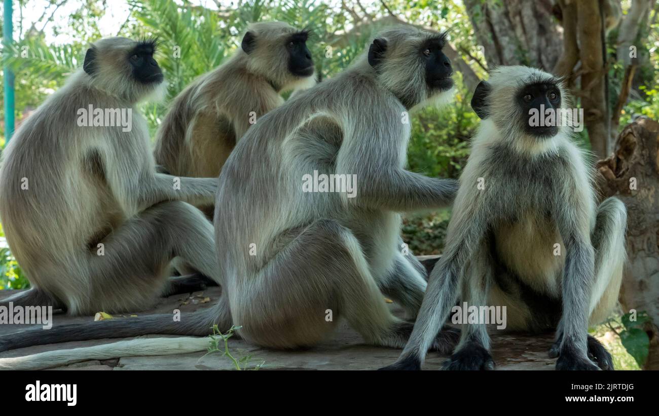 Langur grey monkeys in india seated in a garden park Stock Photo - Alamy