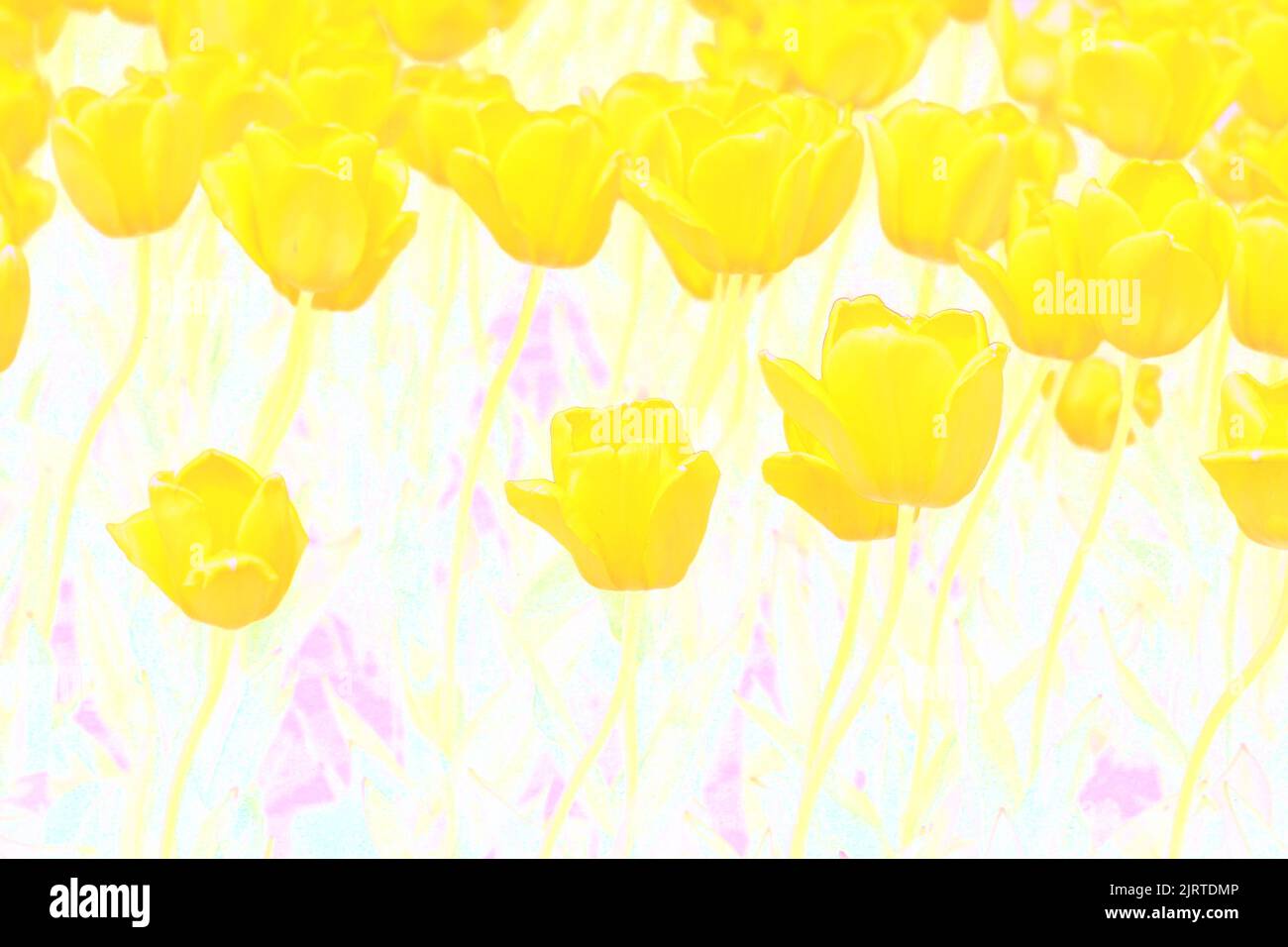 Overexposed flower hi-res stock photography and images - Alamy