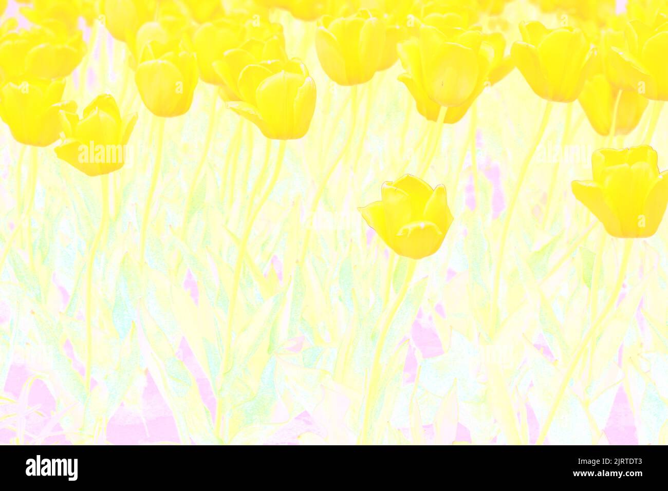Overexposed flower hi-res stock photography and images - Alamy