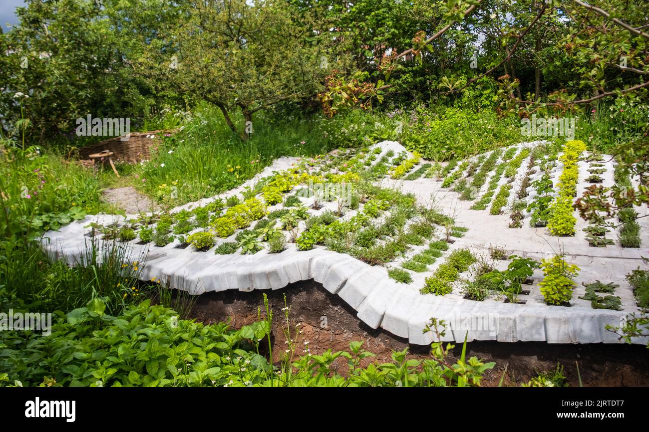 Alder Hey Urban Foraging Station garden at the Chelsea Flower Show 2022 ...