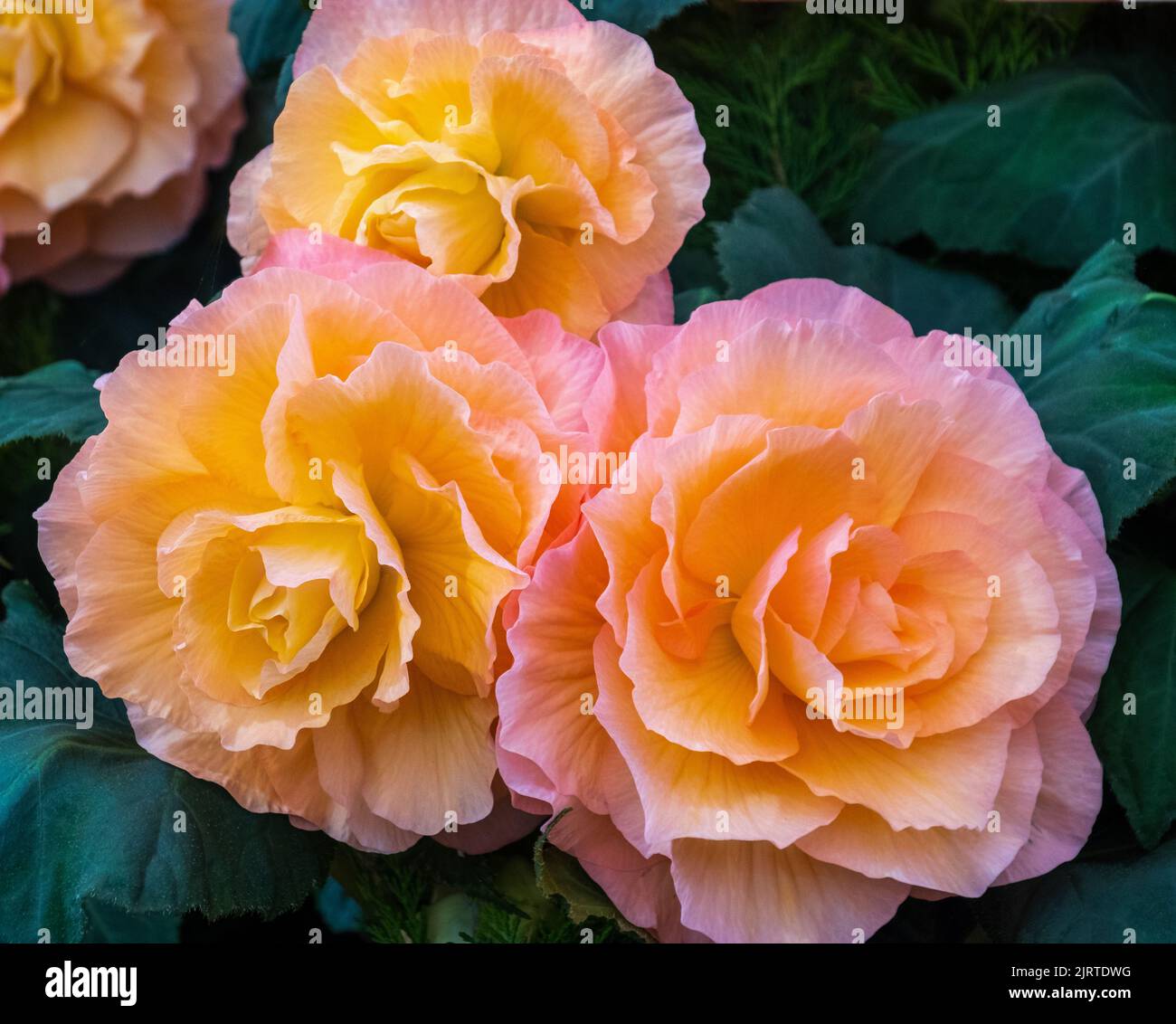 Peonies in bloom hi-res stock photography and images - Alamy